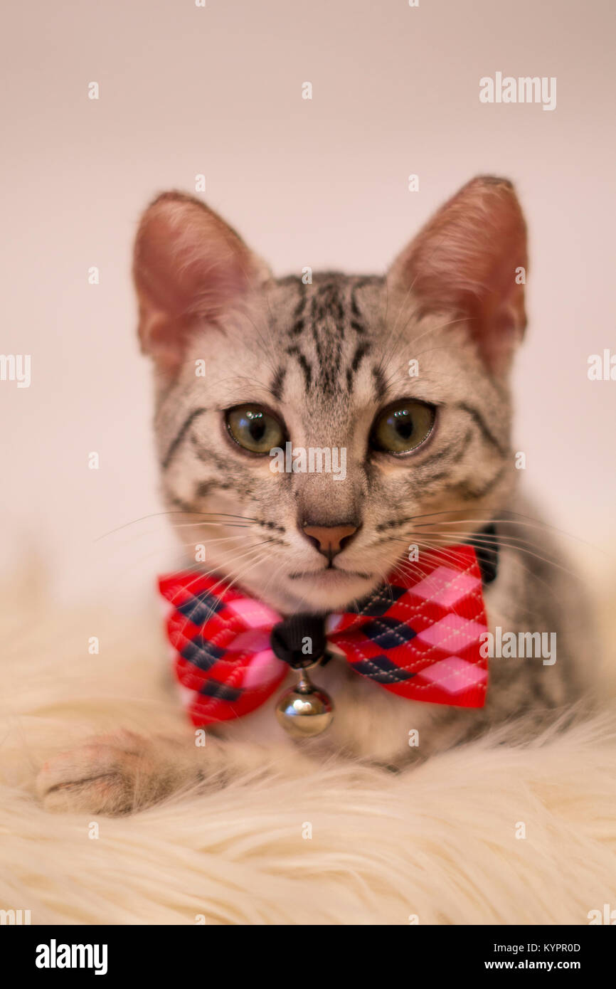 Egyptian mau cat hi-res stock photography and images - Alamy