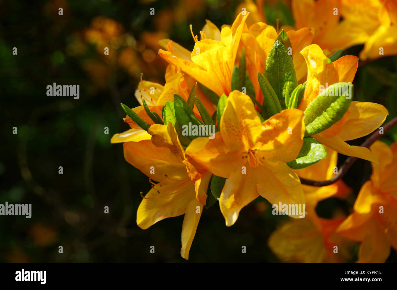 Yellow Azalea, Rhododendron, Arboretum in Rogów, Poland Stock Photo - Alamy