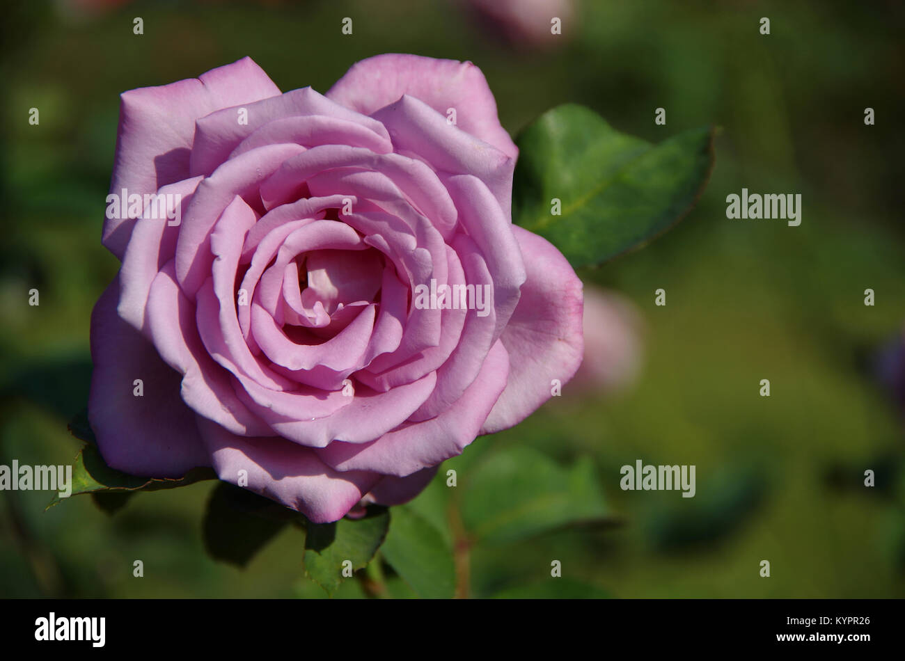 Violet rose hi-res stock photography and images - Alamy