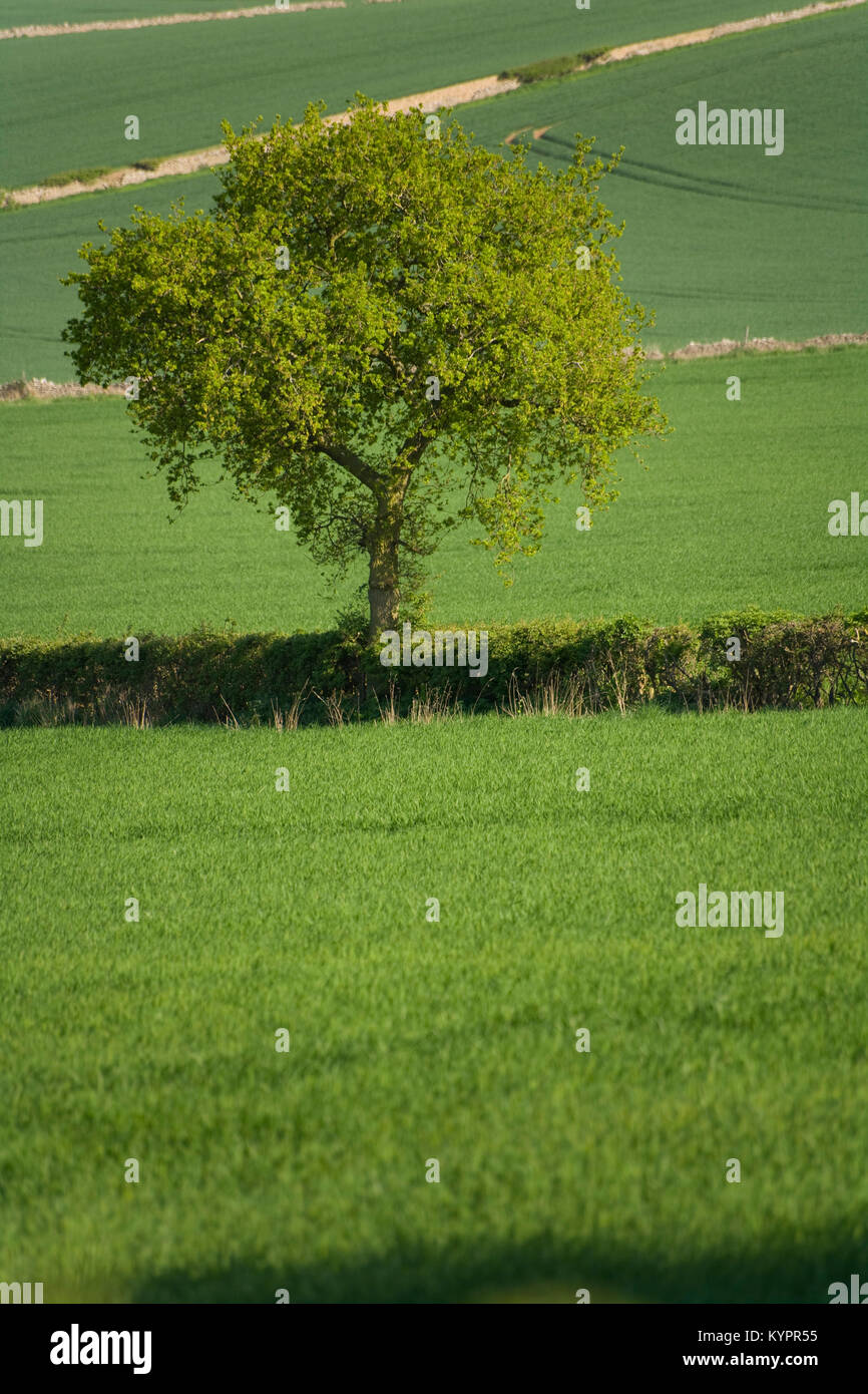 Single green tree and fields Stock Photo - Alamy