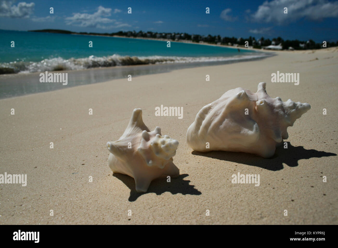 Conch shells on the sands of Cap Juluca beach in Anguilla Stock Photo ...