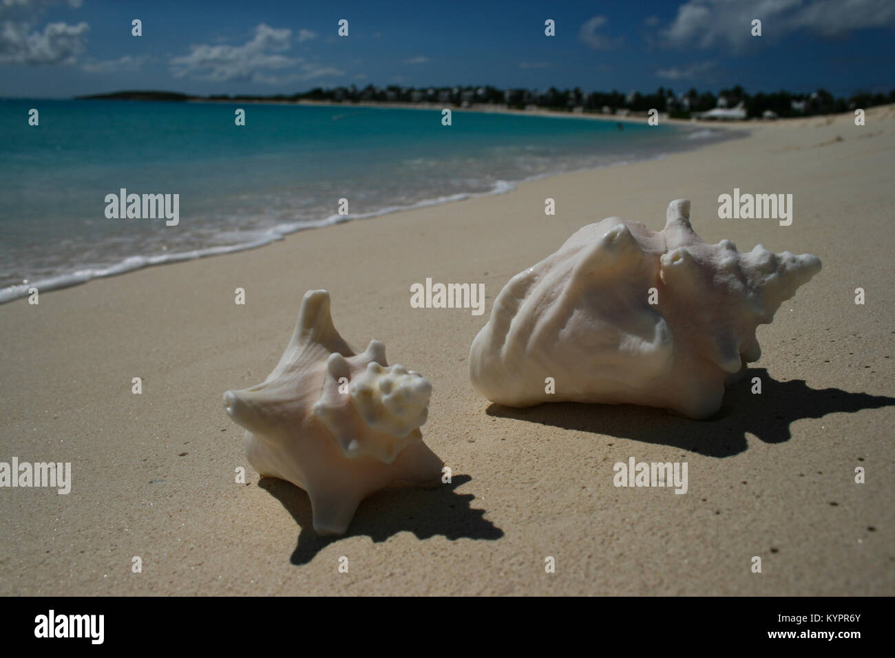 Blue Skys Blue water and conch shells on an Anguilla beach Stock Photo ...