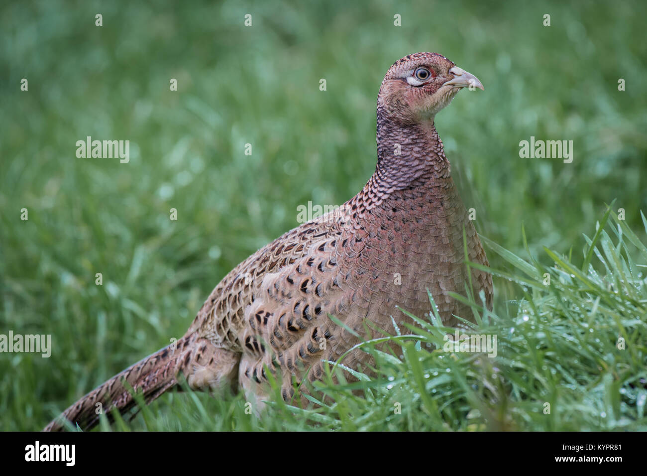 A close up side view of a female pheasant in the grass looking to the ...