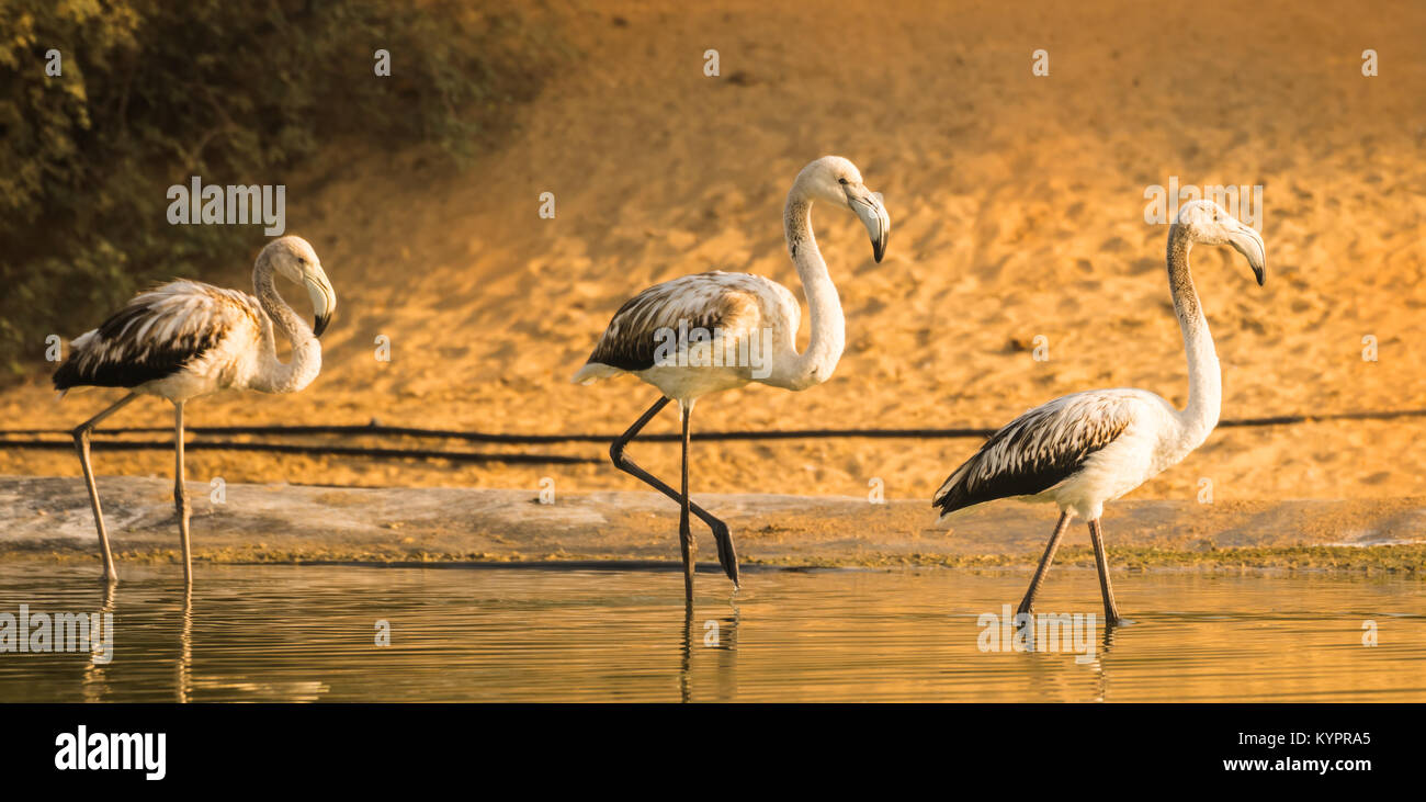 Falcons hi-res stock photography and images - Alamy