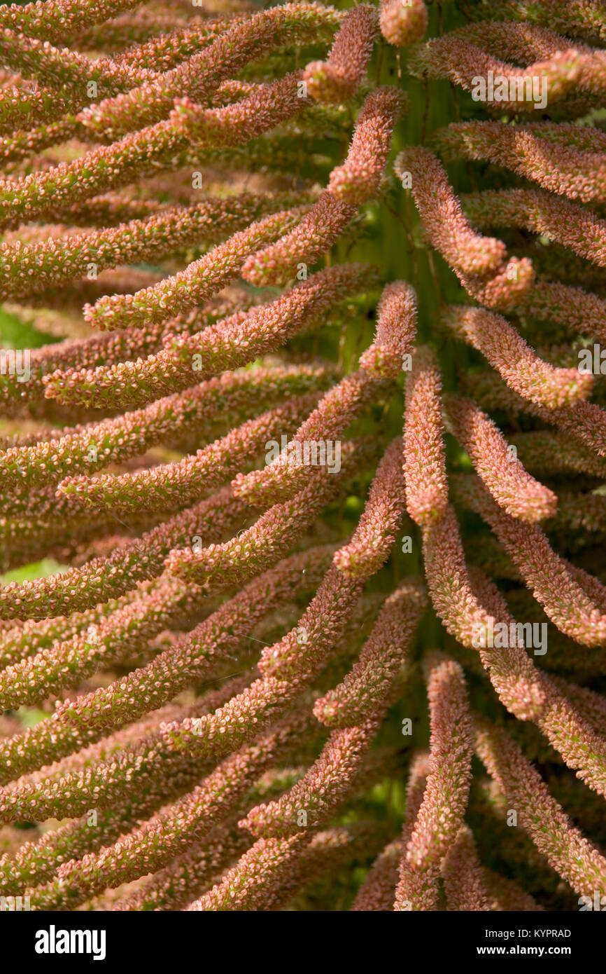 Gunnera flower full frame background texture close up Stock Photo - Alamy