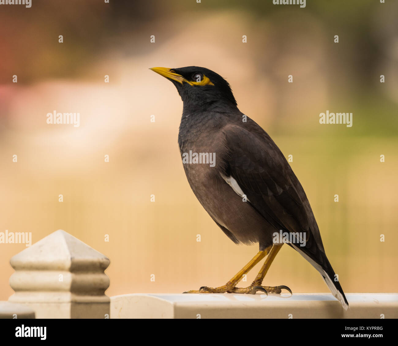 Common Myna - Asian bird migratory bird Stock Photo - Alamy