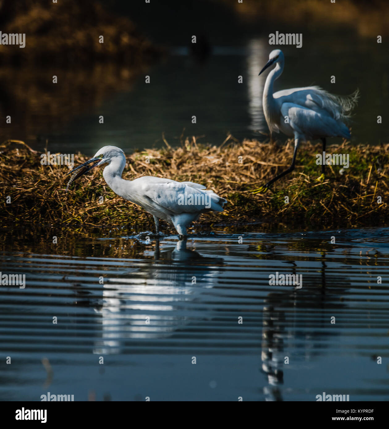 Egret with fish in mouth, getting away to save fish Stock Photo - Alamy