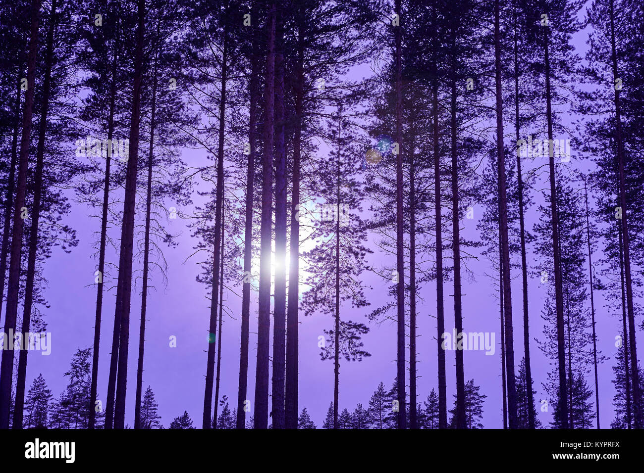 Finnish landscape with forest and moon by night. Finland environment ...