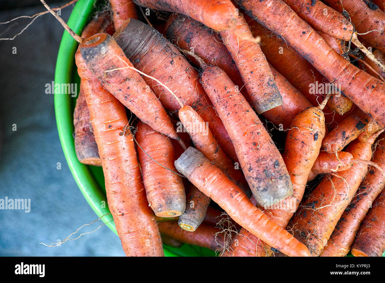 Harvest of organic carrots in bucket Stock Photo - Alamy