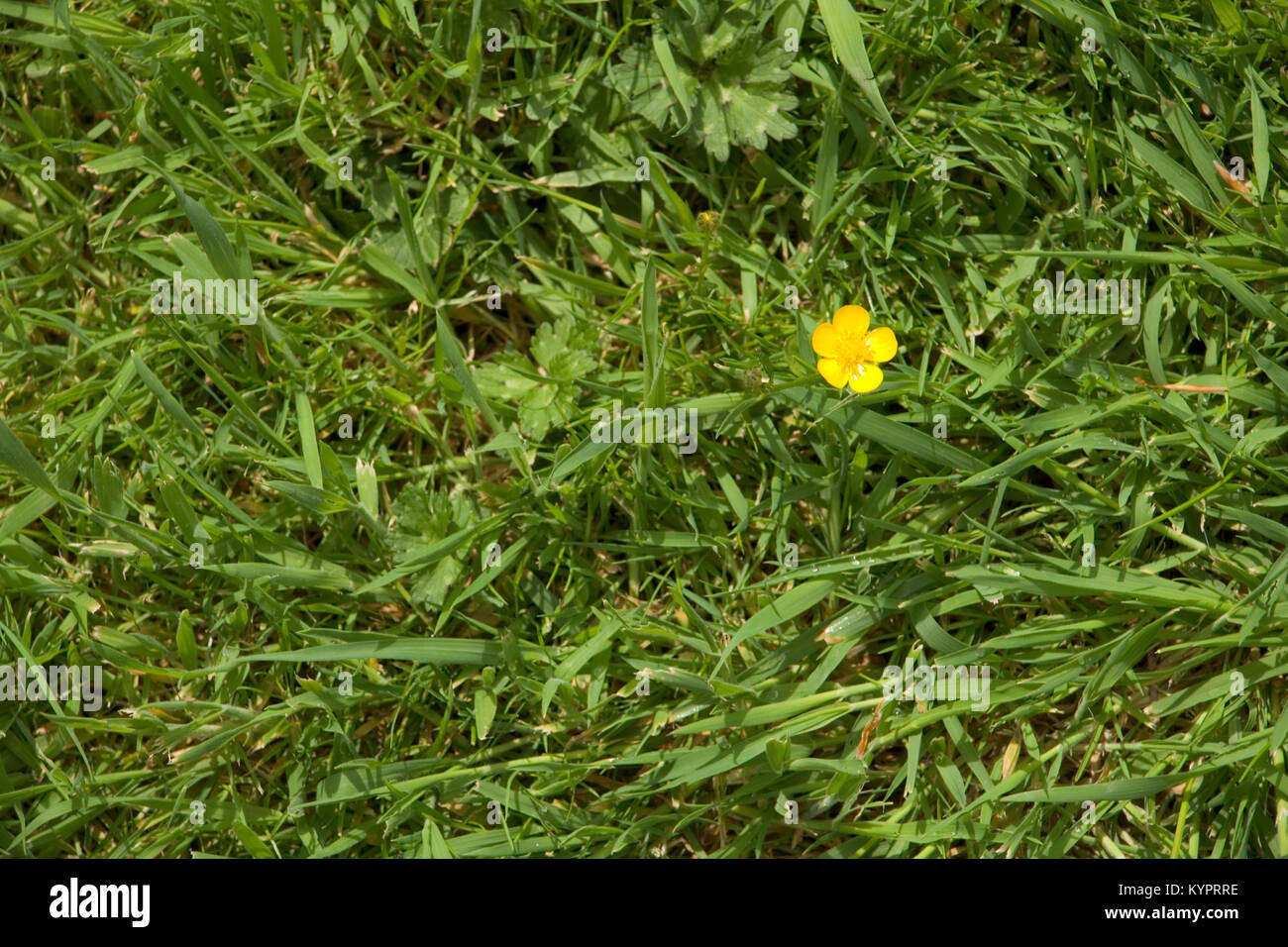 Single buttercup on cut grass lawn Stock Photo - Alamy