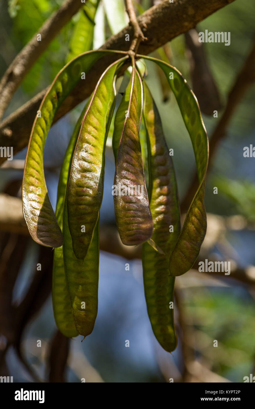 Acacia Tree Seed Pods