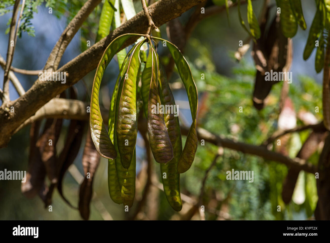 Seed pods of an Acacia or Vachellia tree, Kenya, East Africa Stock ...