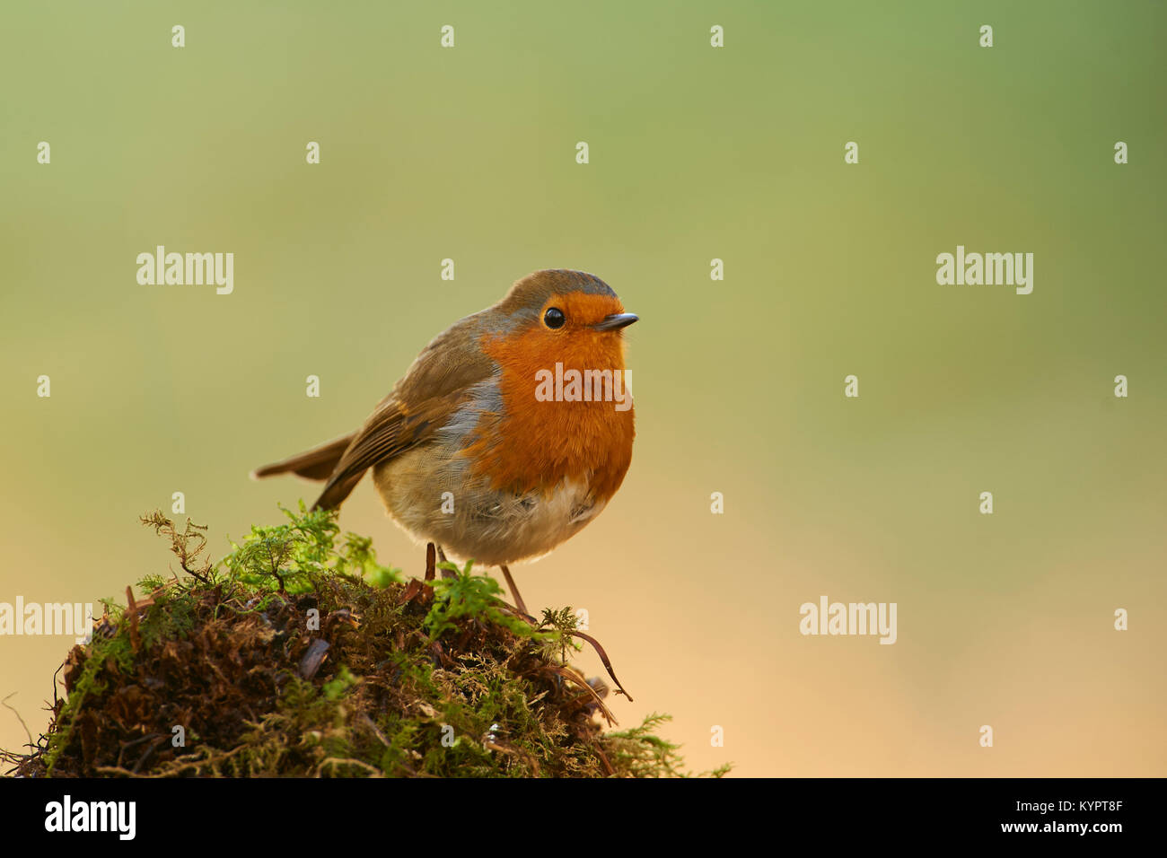 Robin bird uk hi-res stock photography and images - Alamy