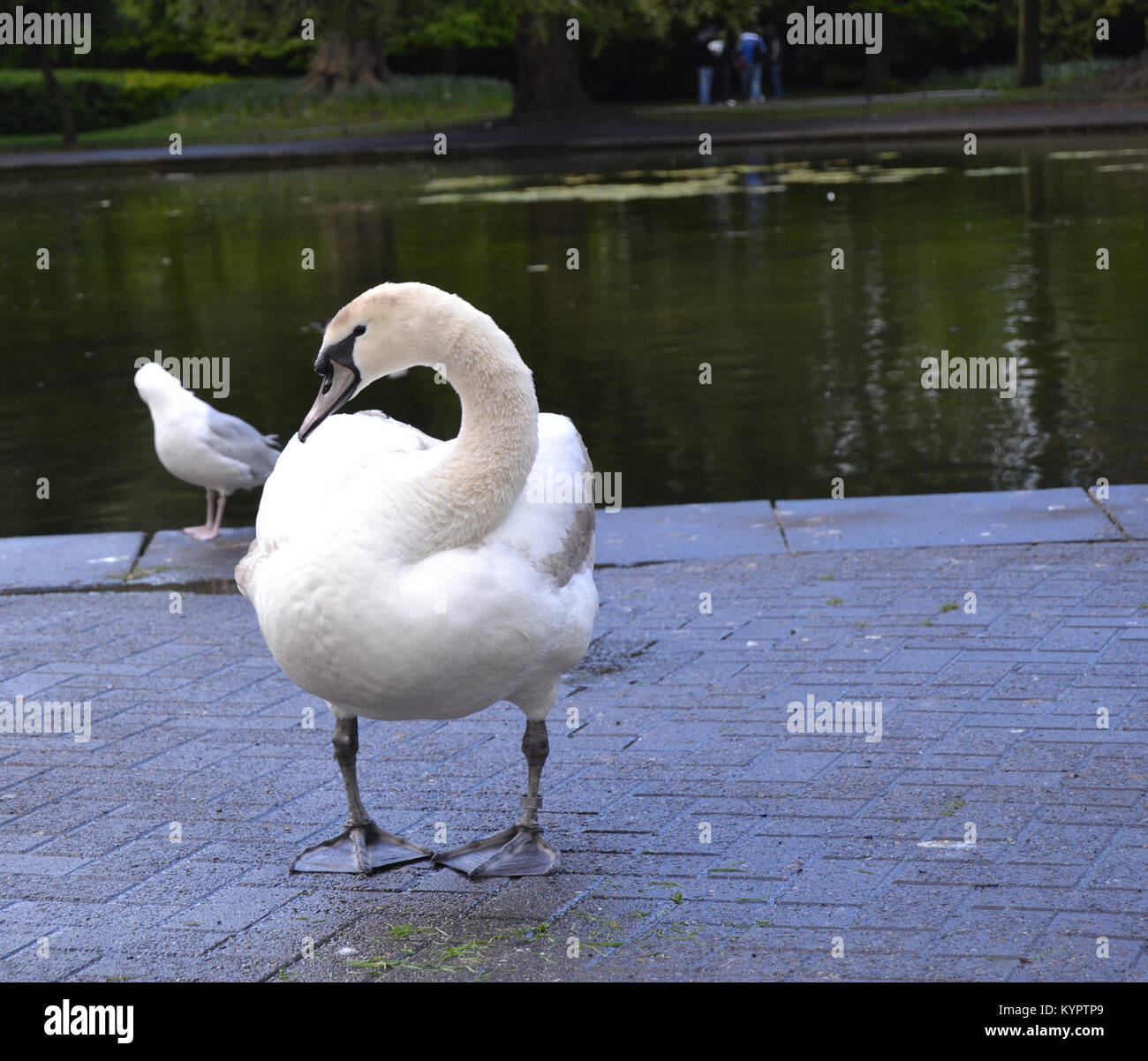 Animal bird swan birds feet hi-res stock photography and images - Alamy