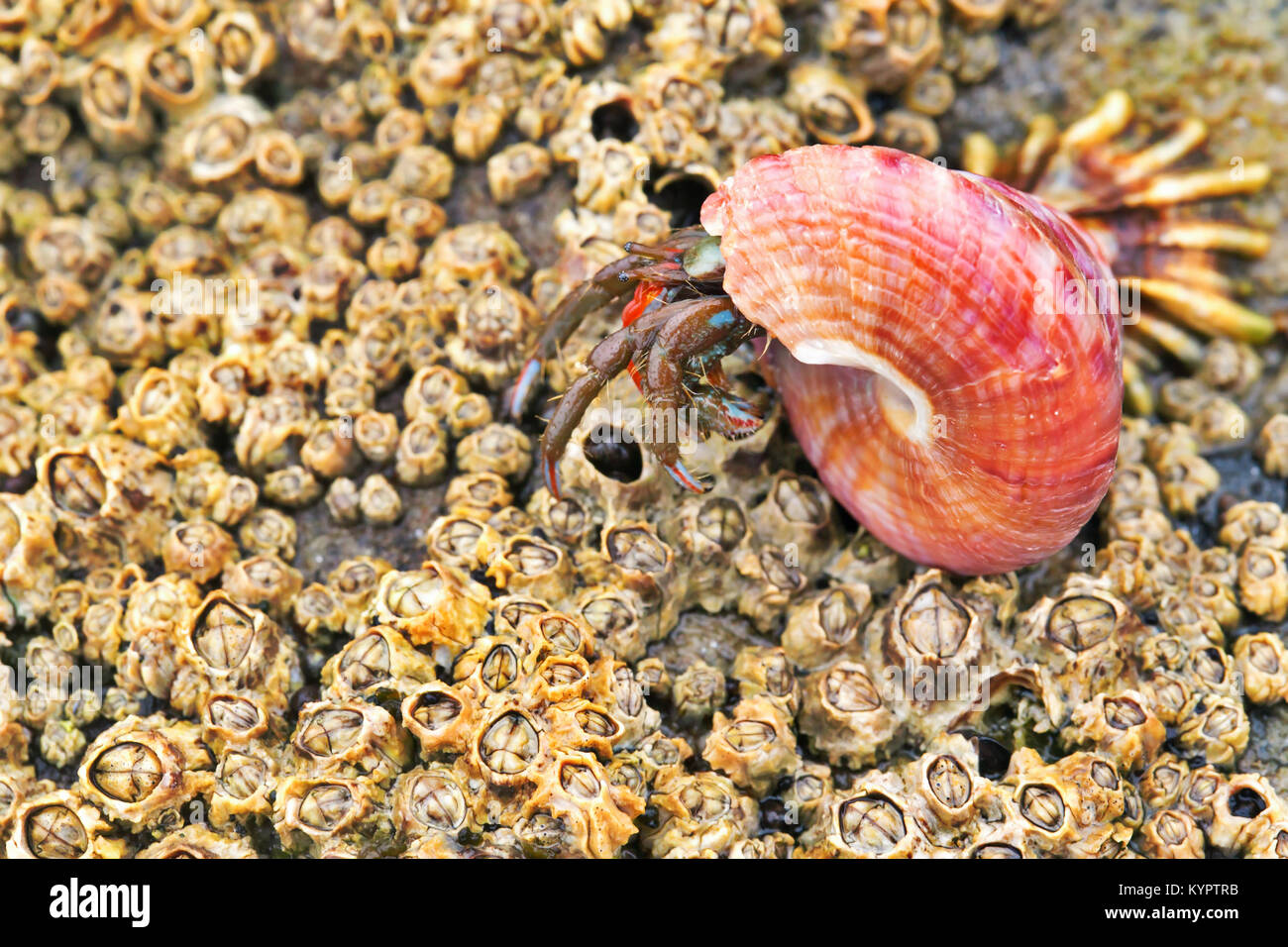 Cancer hermit on stones during an outflow. Close up, selective focus ...