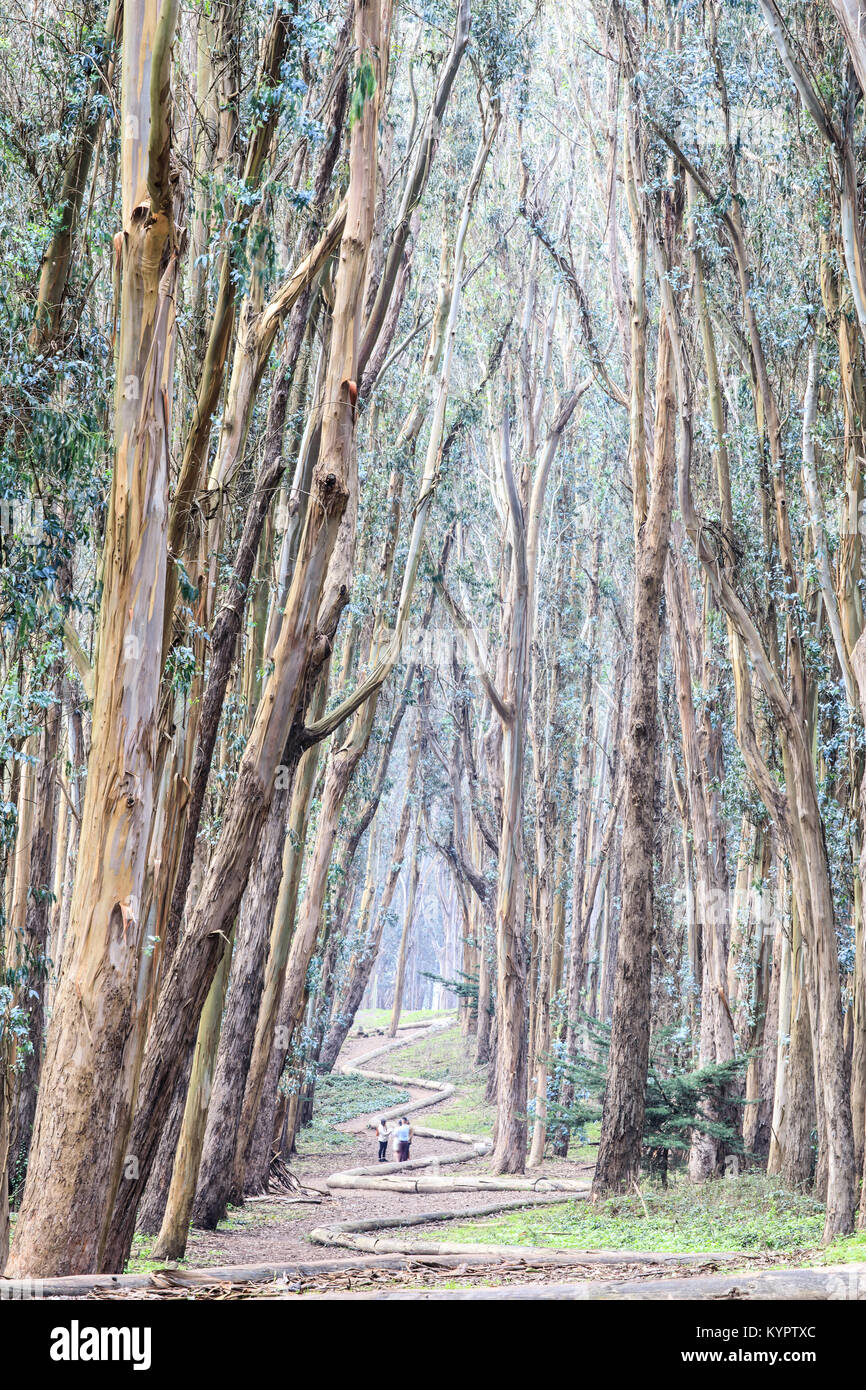 Andy goldsworthy wood line hi-res stock photography and images - Alamy