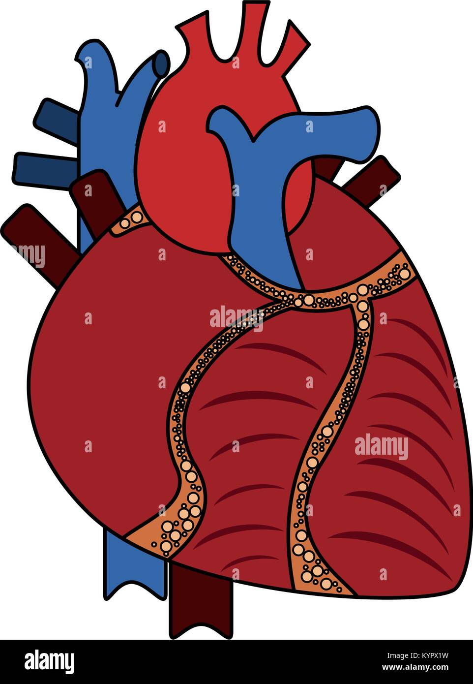Human heart organ Stock Vector Image & Art - Alamy