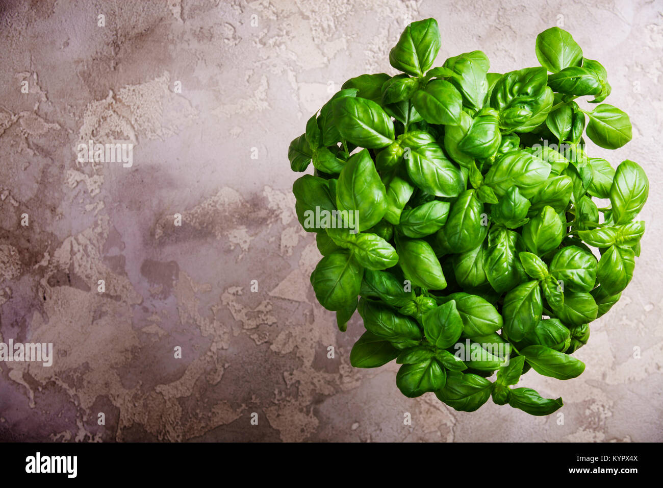 Large green aromatic Mediterranean basil leaves on rustic stone ...
