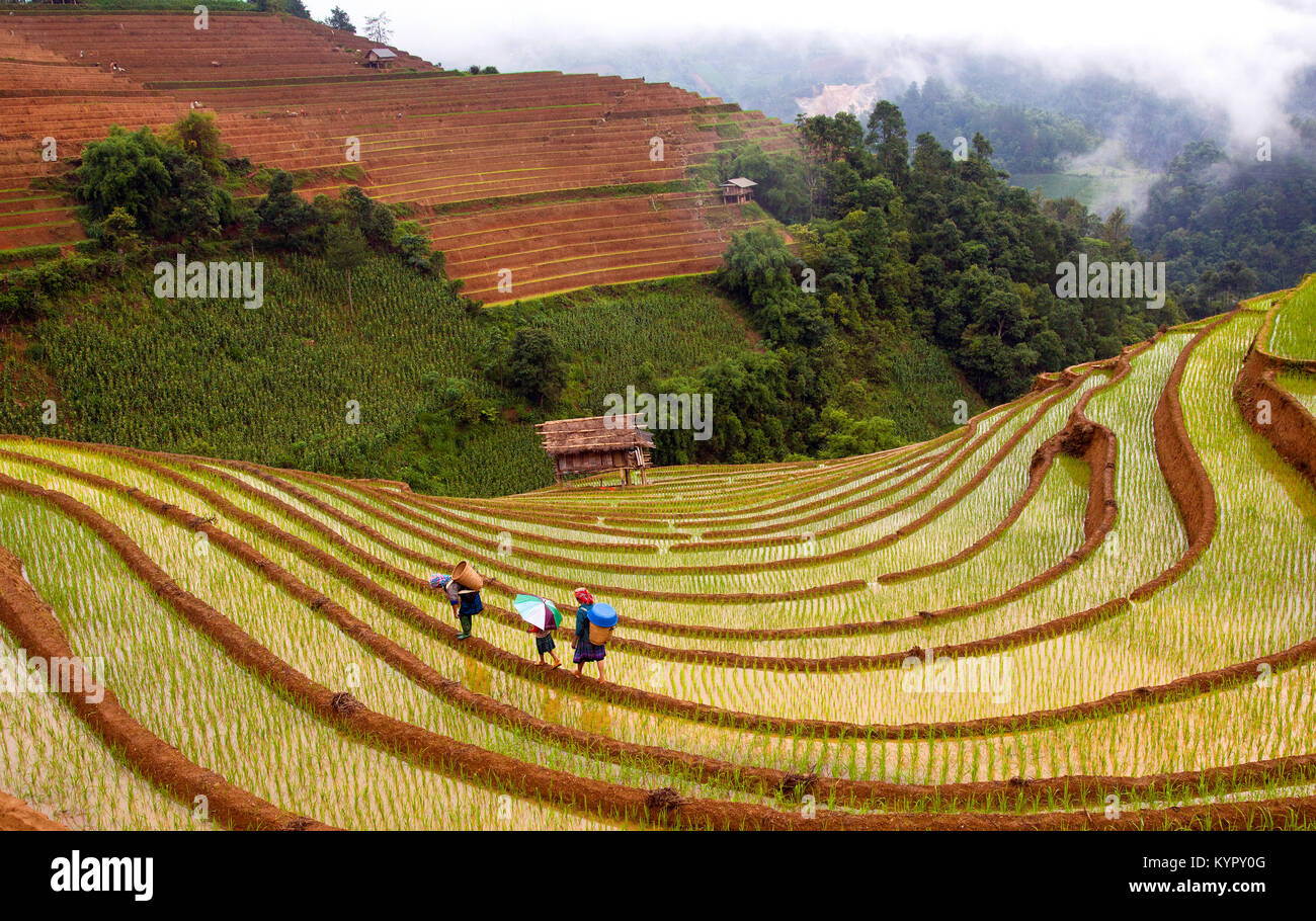 Black Hmong women and girl walking in rice terraces in Mu Cang Chai ...
