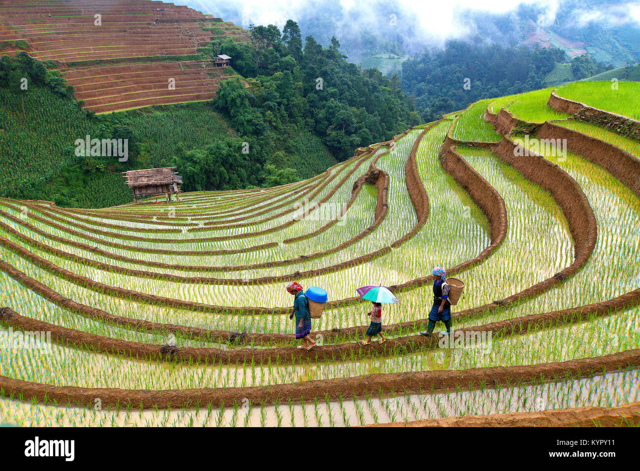 Black Hmong women and girl walking in rice terraces in Mu Cang Chai ...