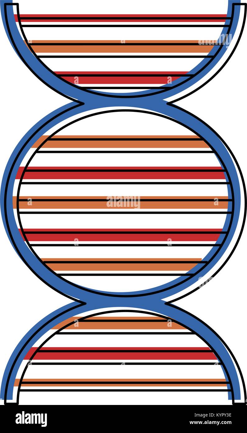 Human dna symbol Stock Vector Image & Art - Alamy