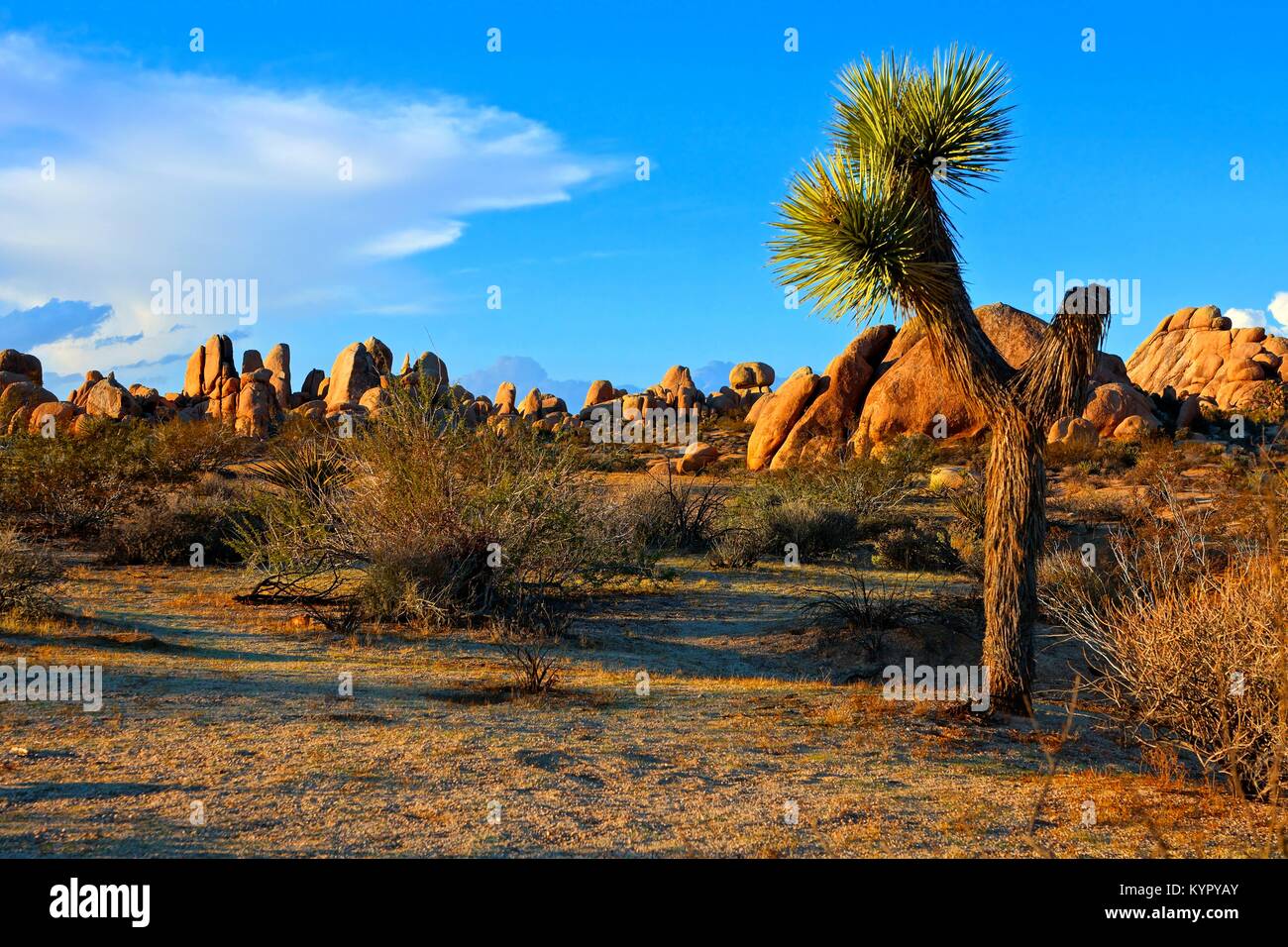 Desert landscape of Joshua Tree National Park at dusk, California, USA ...