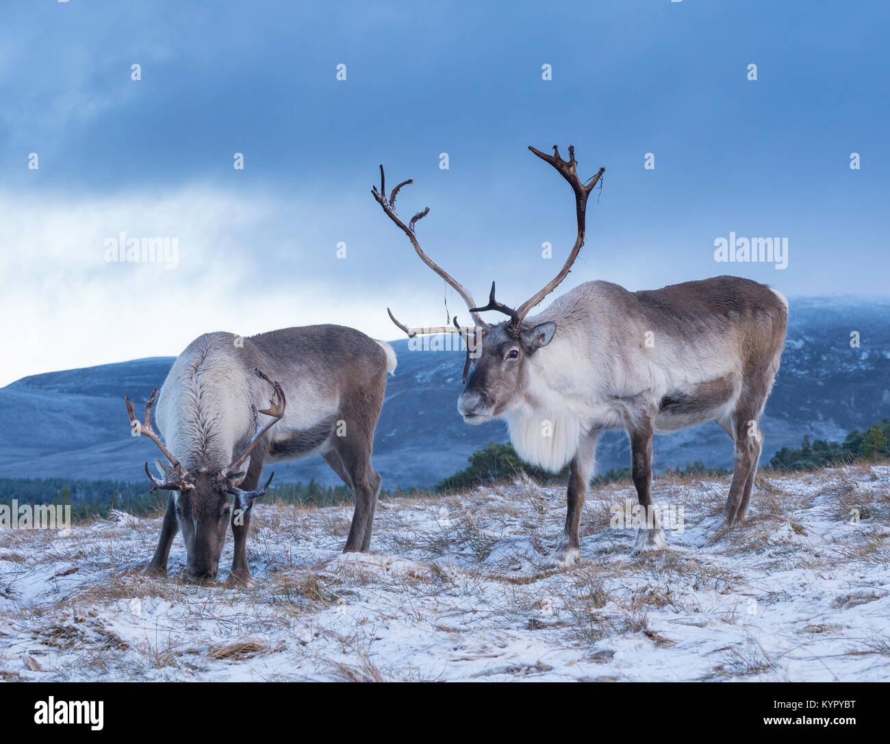 Two Reindeer in the Cairngorms Stock Photo - Alamy