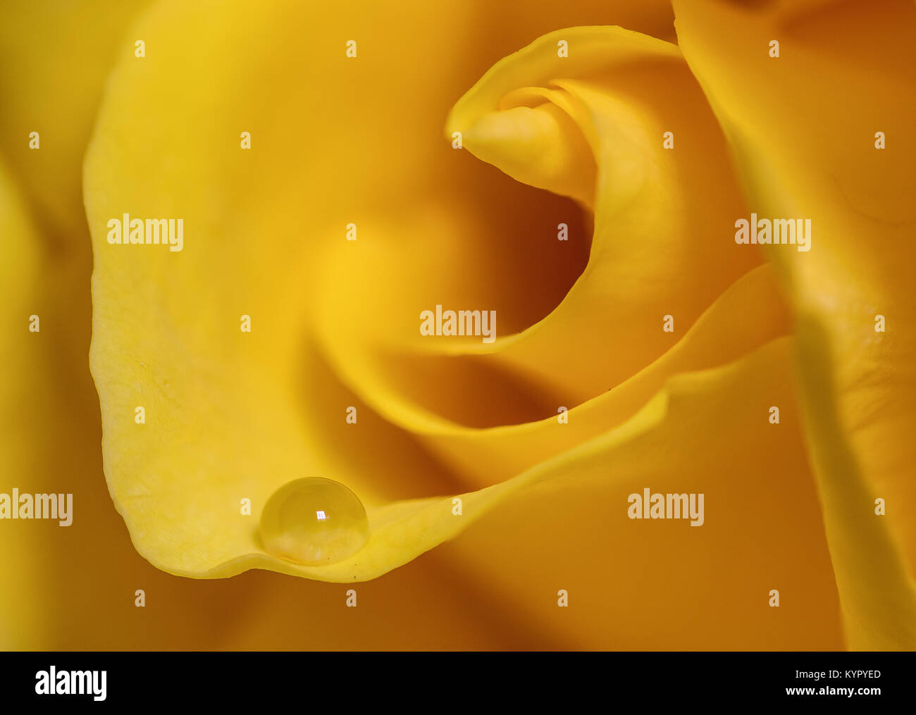 Yellow rose flower hi-res stock photography and images - Alamy