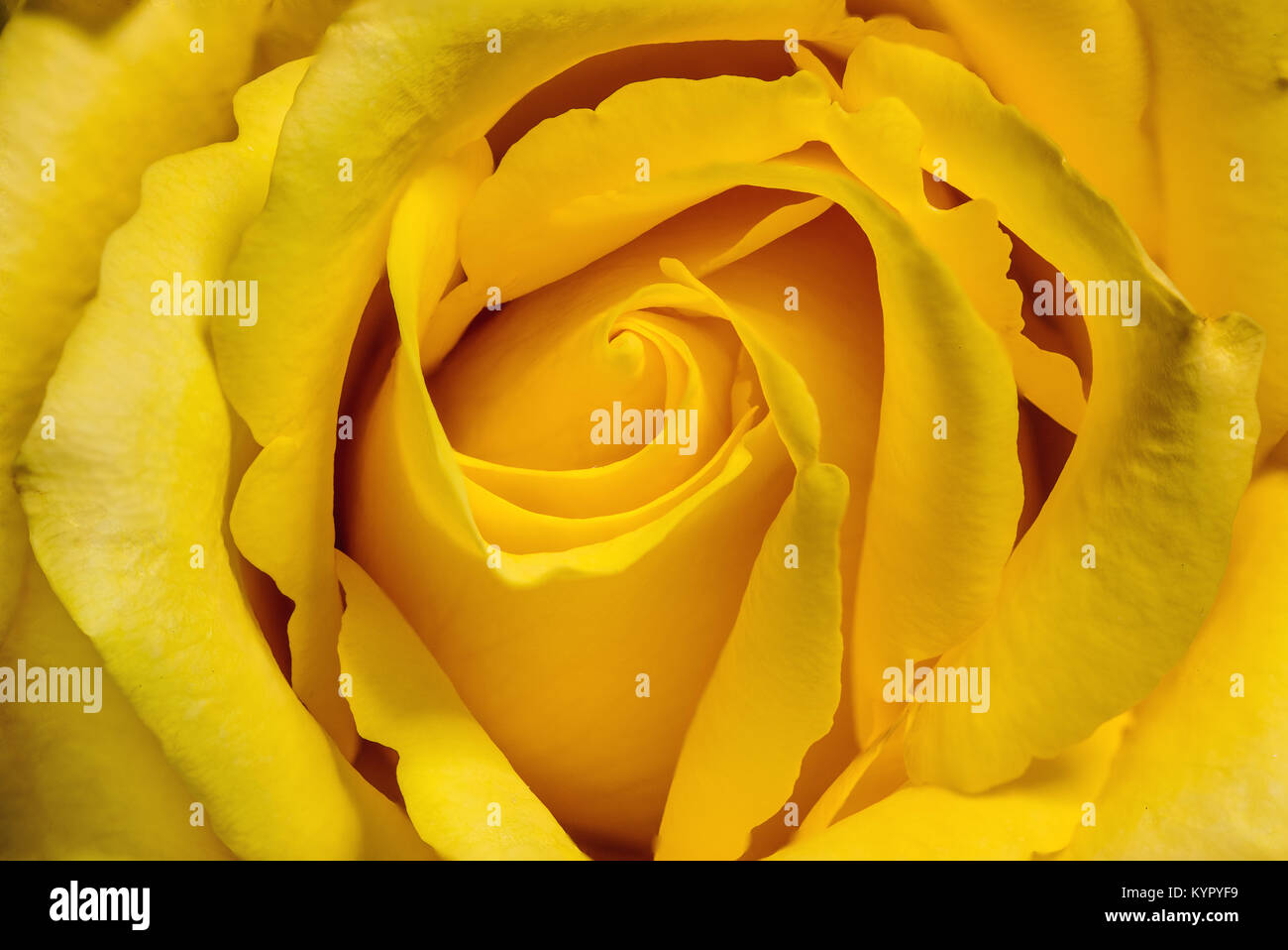 Yellow rose flower hi-res stock photography and images - Alamy