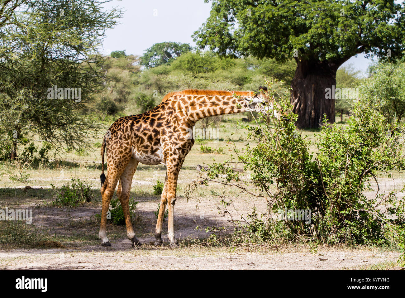 The giraffe (Giraffa), genus of African even-toed ungulate mammals, the ...