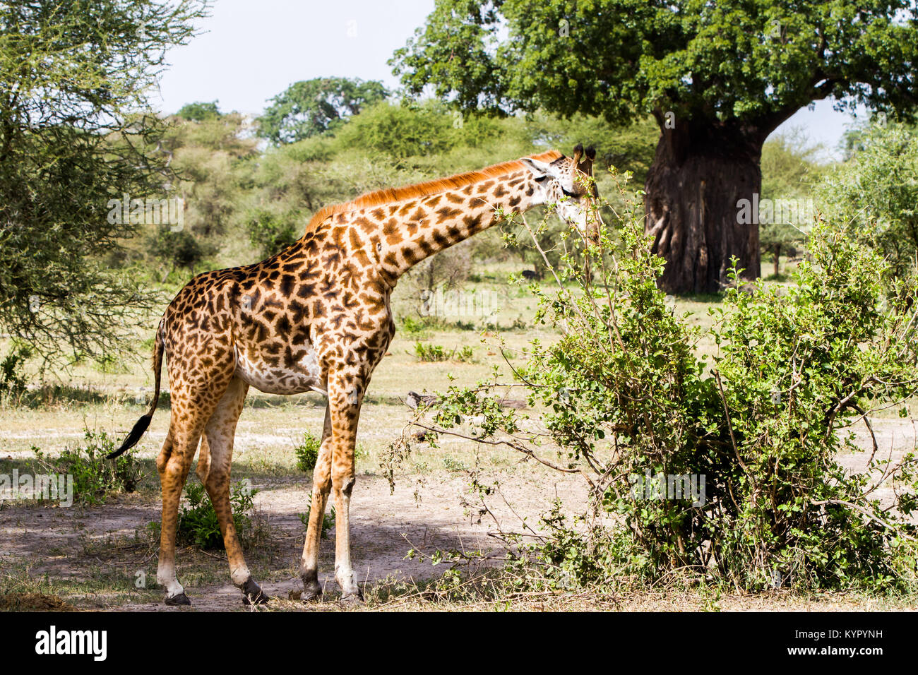 The giraffe (Giraffa), genus of African even-toed ungulate mammals, the ...