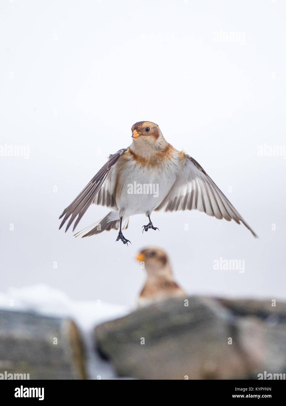 Snow bunting in flight bird hi-res stock photography and images - Alamy