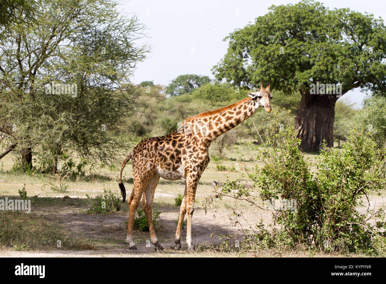 The giraffe (Giraffa), genus of African even-toed ungulate mammals, the ...