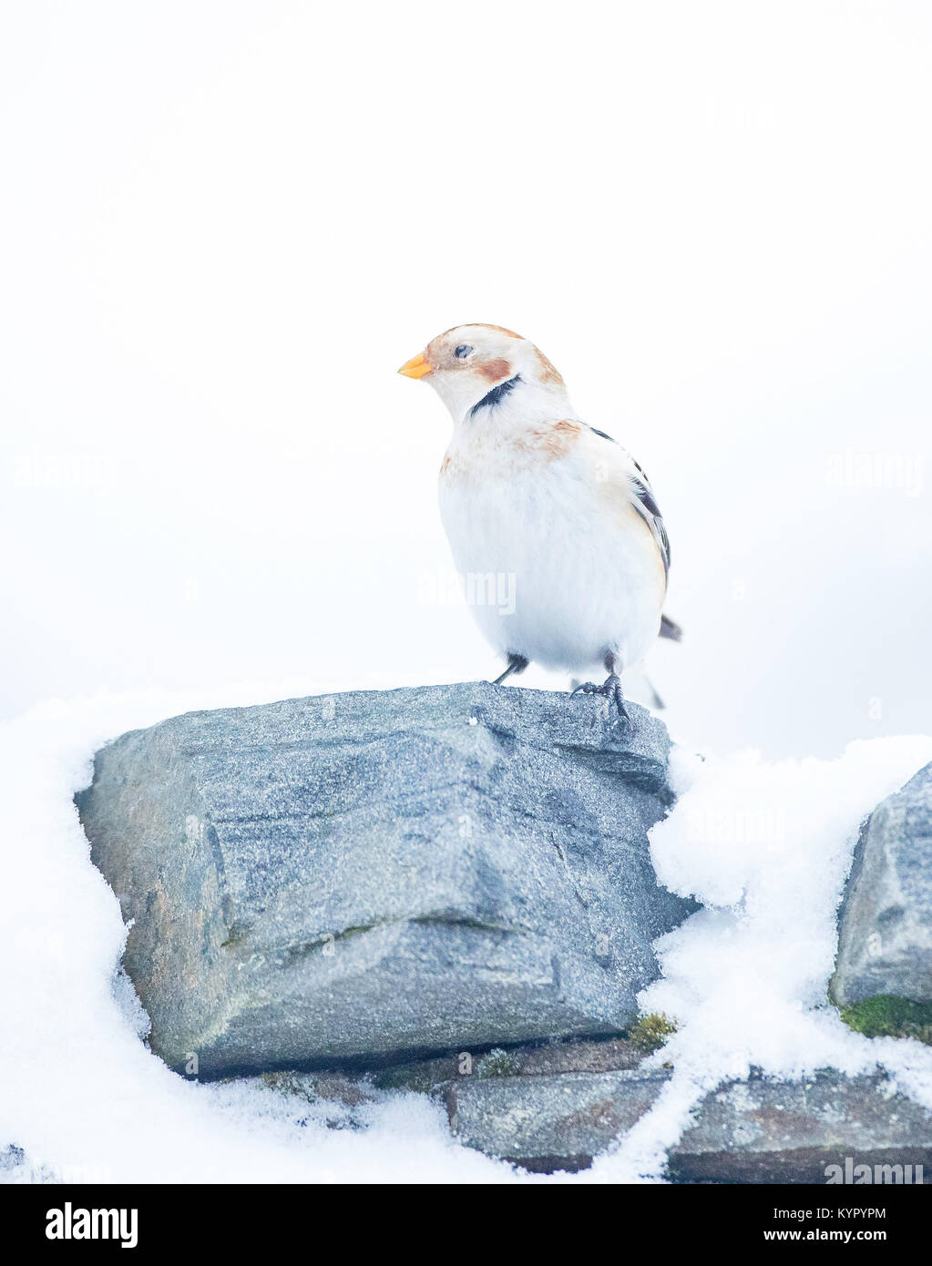 Snow bunting in flight bird hi-res stock photography and images - Alamy