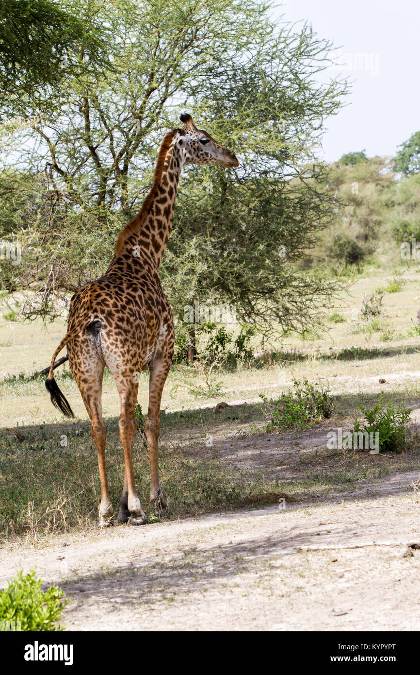 The giraffe (Giraffa), genus of African even-toed ungulate mammals, the ...