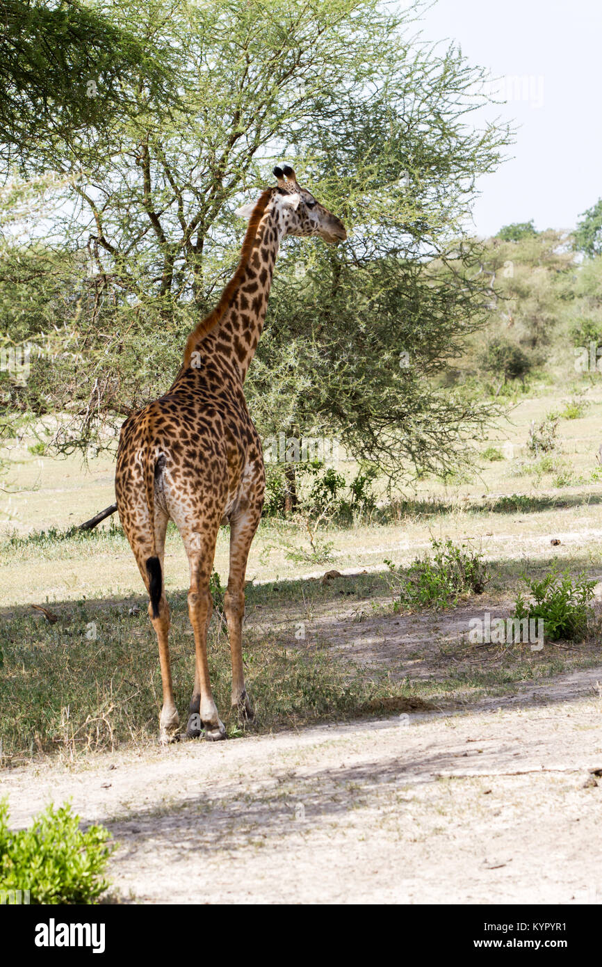 The giraffe (Giraffa), genus of African even-toed ungulate mammals, the ...