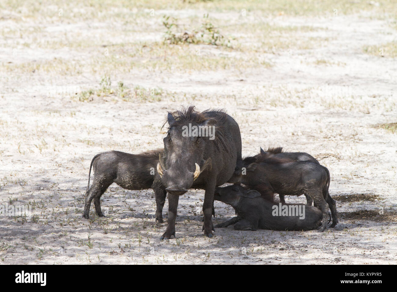 The common warthog (Phacochoerus africanus), wild member of the pig ...