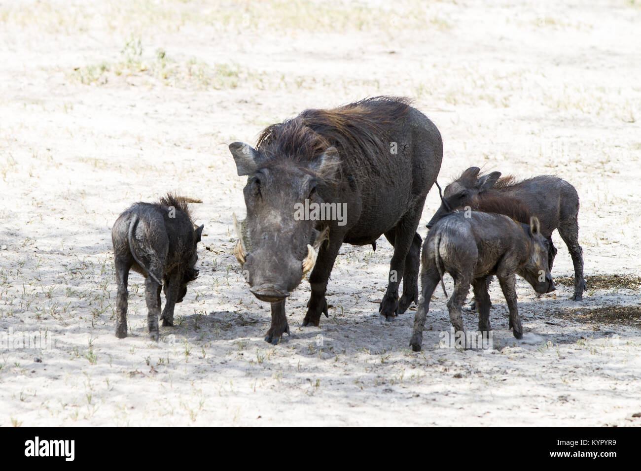 The common warthog (Phacochoerus africanus), wild member of the pig ...