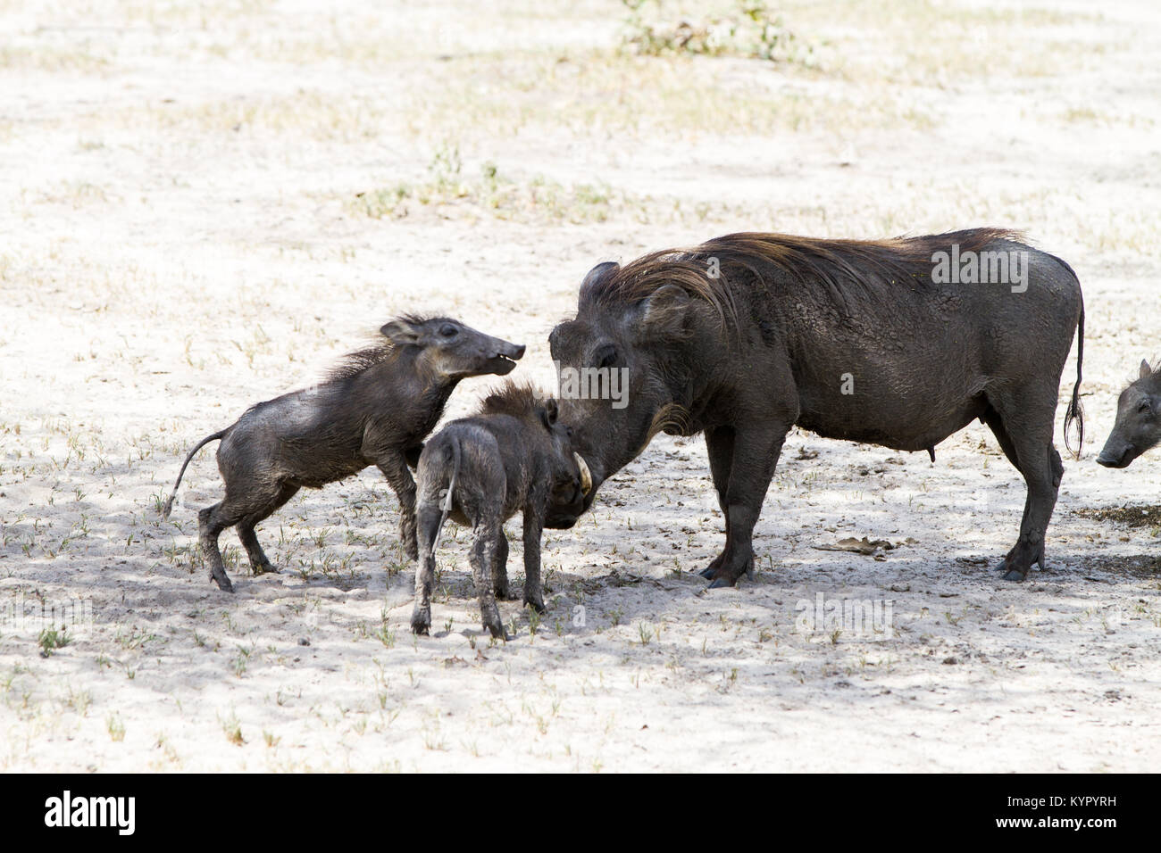 The common warthog (Phacochoerus africanus), wild member of the pig ...