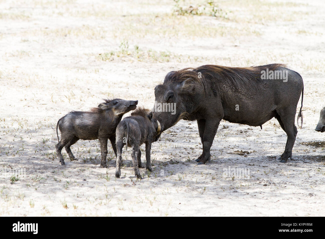 The common warthog (Phacochoerus africanus), wild member of the pig ...