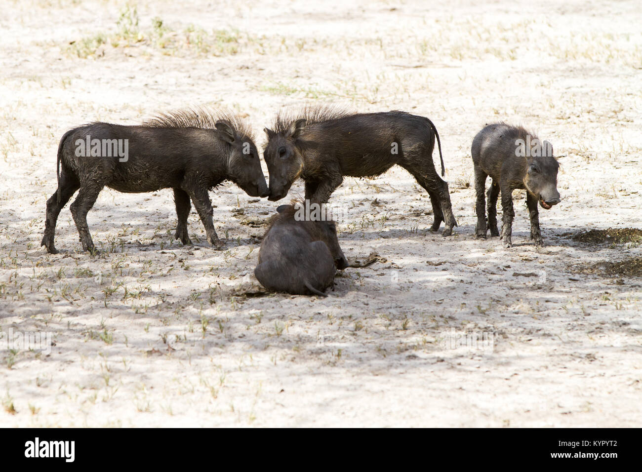 The common warthog (Phacochoerus africanus), wild member of the pig ...