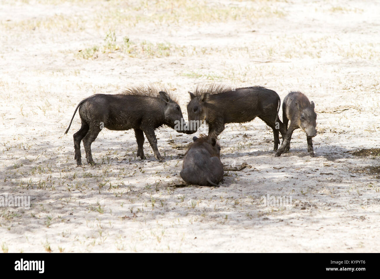 Phacochoerus genus in family hi-res stock photography and images - Alamy