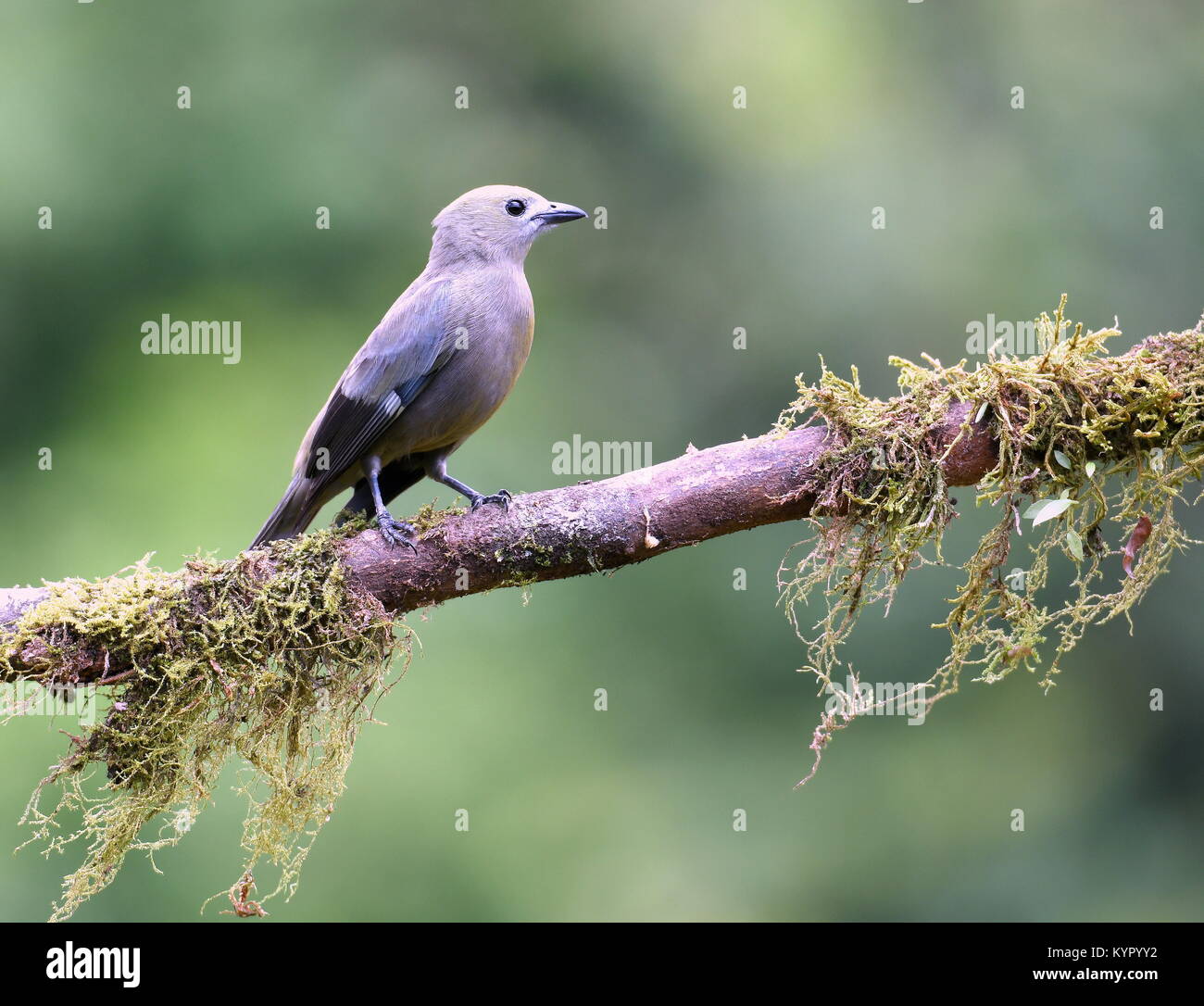 Blue-grey tanager (Thraupis episcopus) in Costa Rica Stock Photo - Alamy