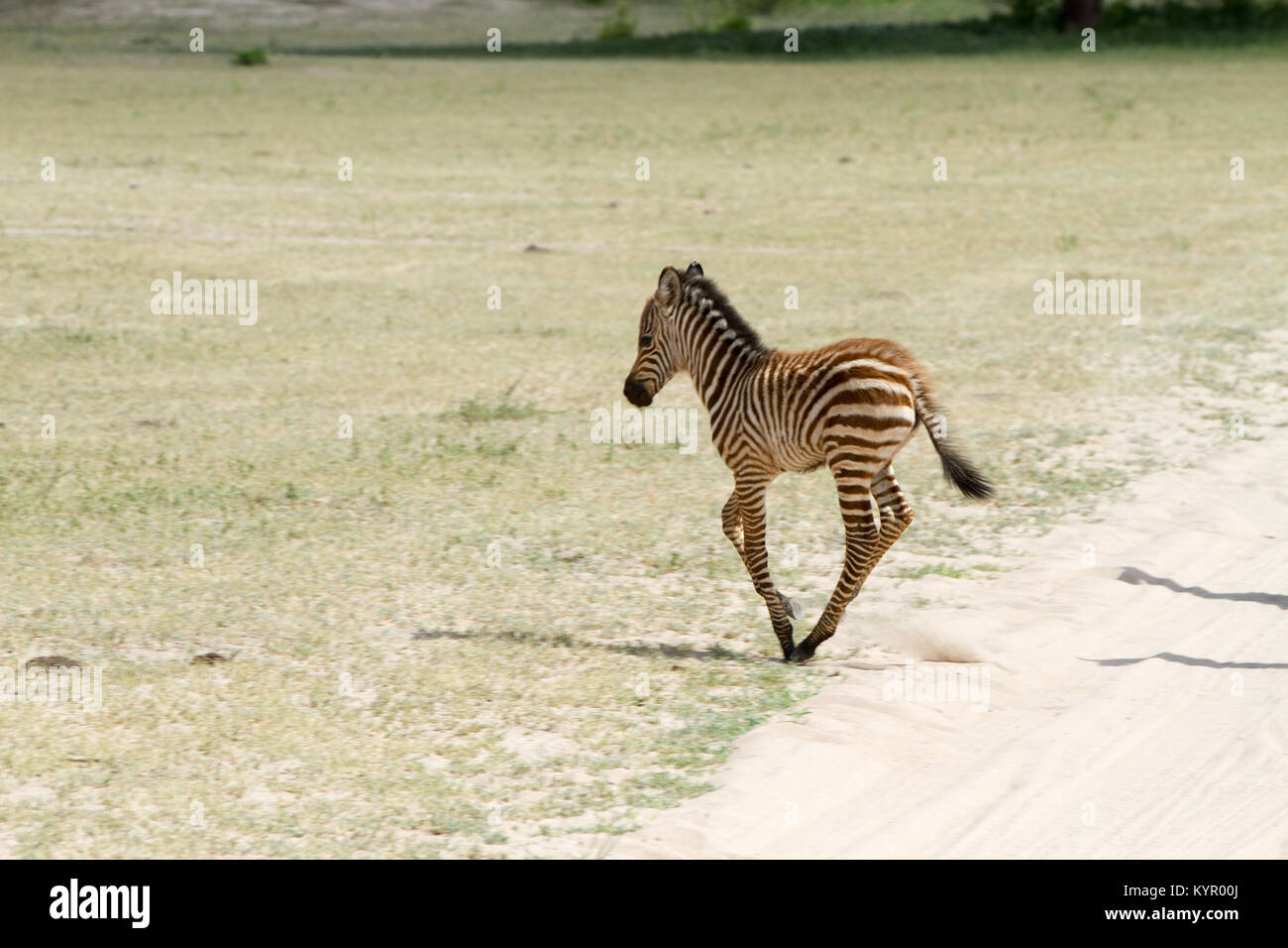 Zebra species of African equids (horse family) united by their ...