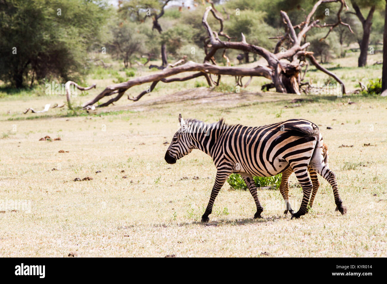 Zebra species of African equids (horse family) united by their ...