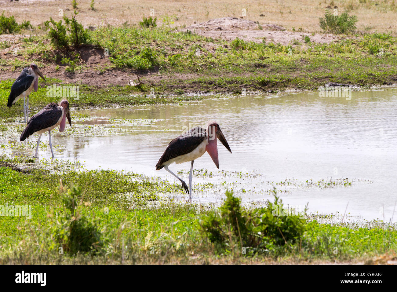The marabou stork Leptoptilos crumenifer, large wading bird in the ...