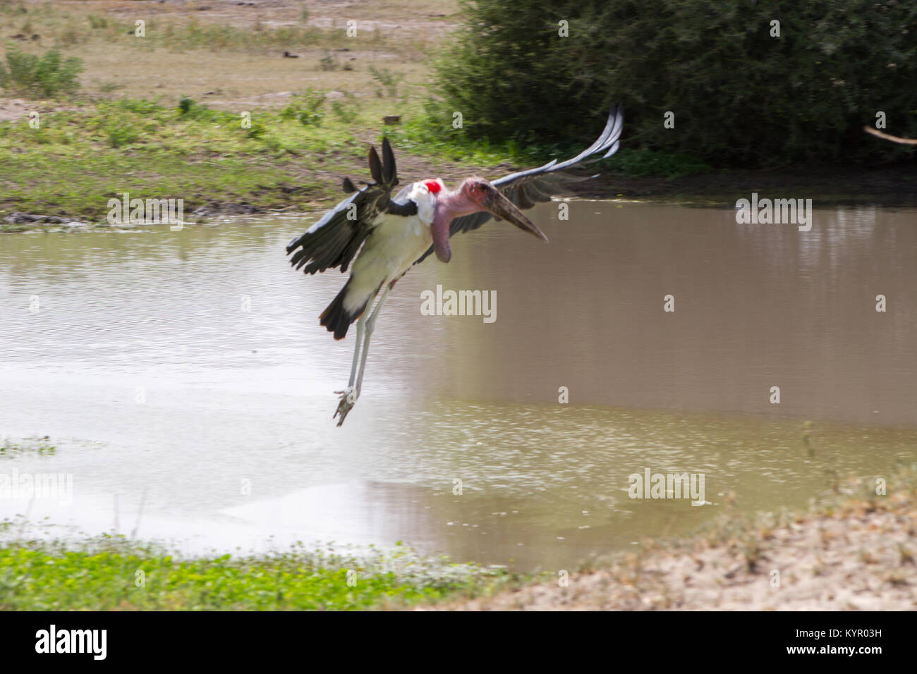 The marabou stork Leptoptilos crumenifer, large wading bird in the ...