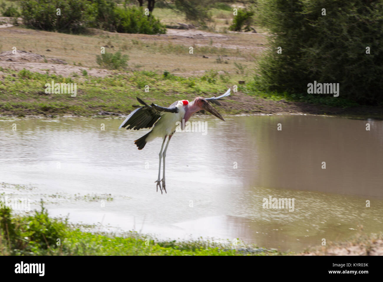 The marabou stork Leptoptilos crumenifer, large wading bird in the ...