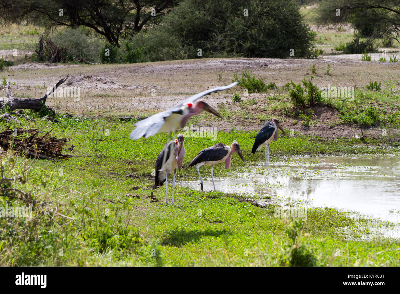 The marabou stork Leptoptilos crumenifer, large wading bird in the ...