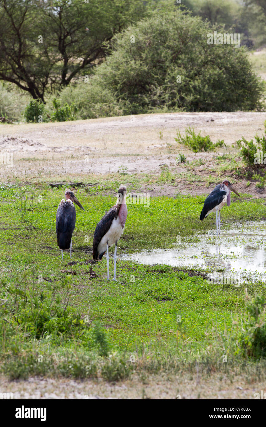 The marabou stork Leptoptilos crumenifer, large wading bird in the ...